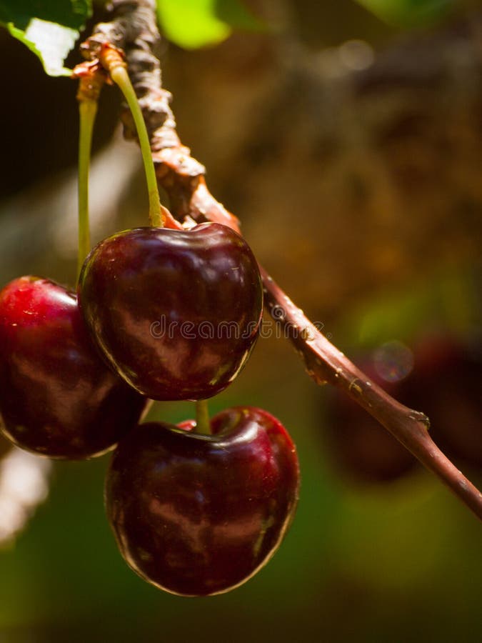 Cherry Farm stock image. Image of cherries, fruit, green - 284030575