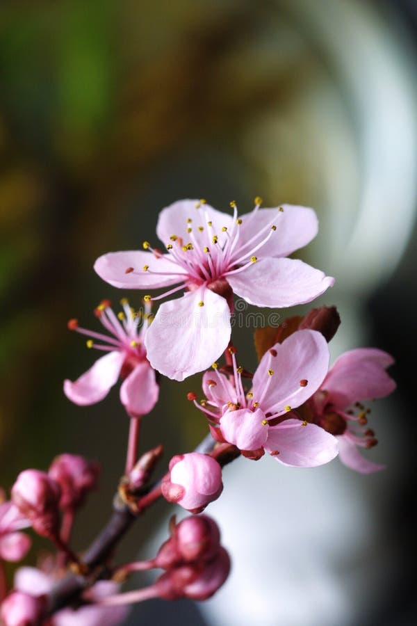 Pure flower stock image. Image of color, petal, calix, nature - 627