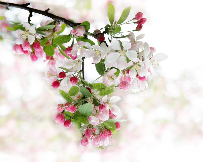 Cherry flower branch stock photo. Image of sunny, tree - 5262032