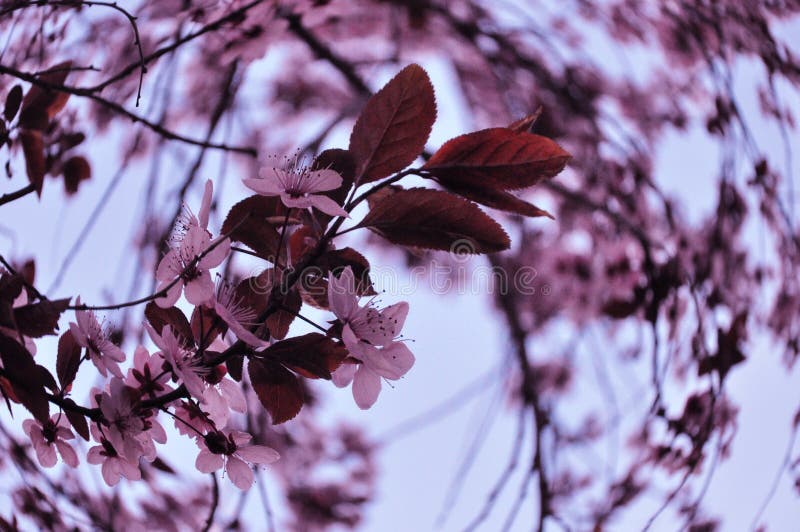 Cherry flowers background stock image. Image of pretty - 341750913