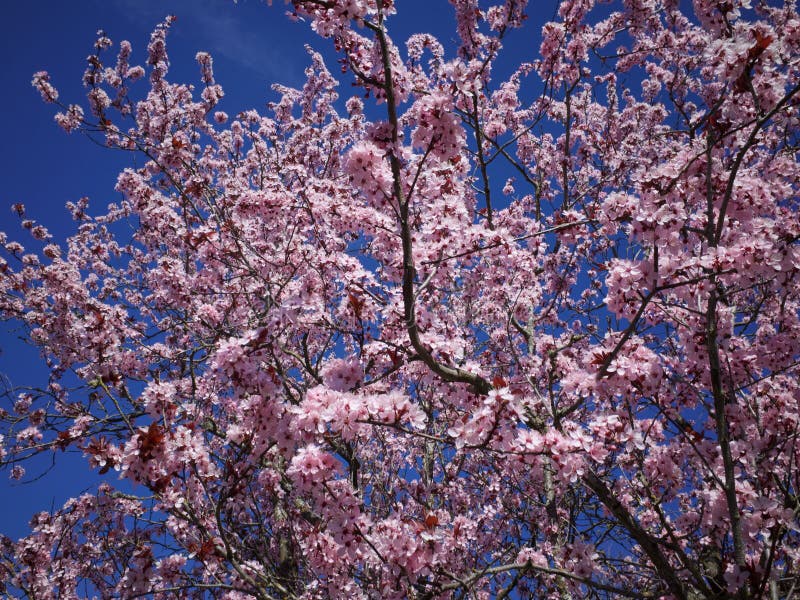 Persephone Head Stock Photos - Free & Royalty-Free Stock Photos from ...