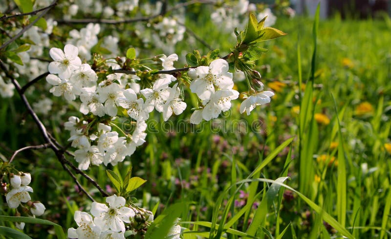 Cherry Flowers on a Blurred Background. Delicate Spring Background ...