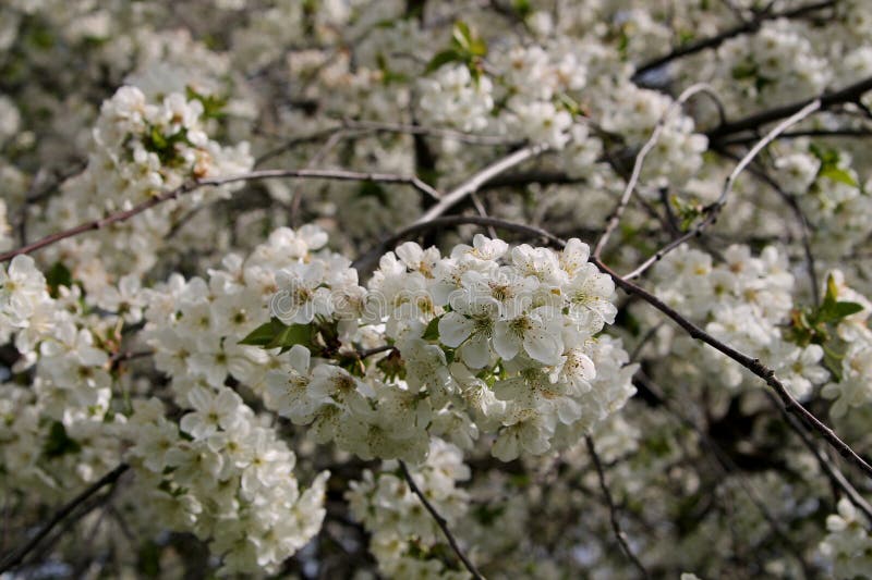 Cherry Flowers on a Blurred Background Wallpaper on the Wall. Delicate ...