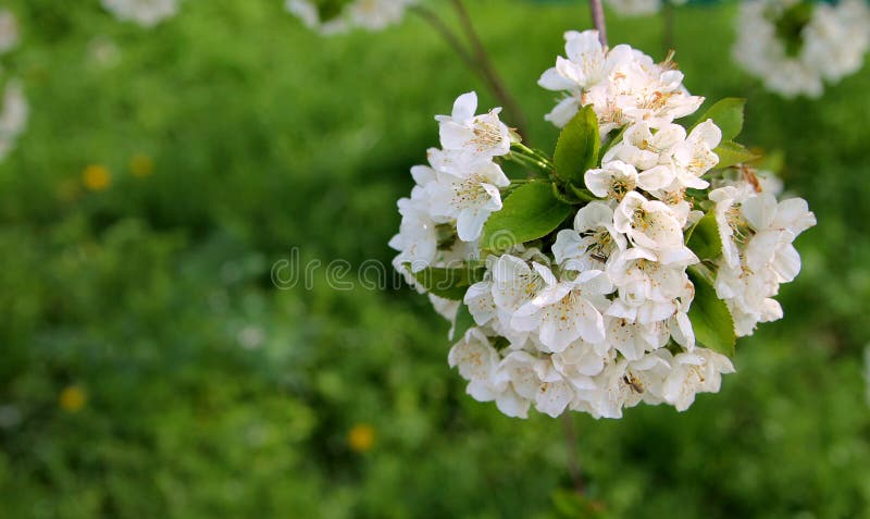 Cherry Flowers on a Blurred Background Wallpaper on the Wall. Delicate ...