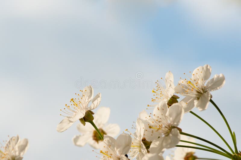 Cherry flowers bottom stock image. Image of nature, color - 88517743