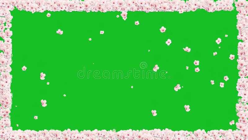 Cherry Flowers Decorative Frame on Green Screen Background Stock ...