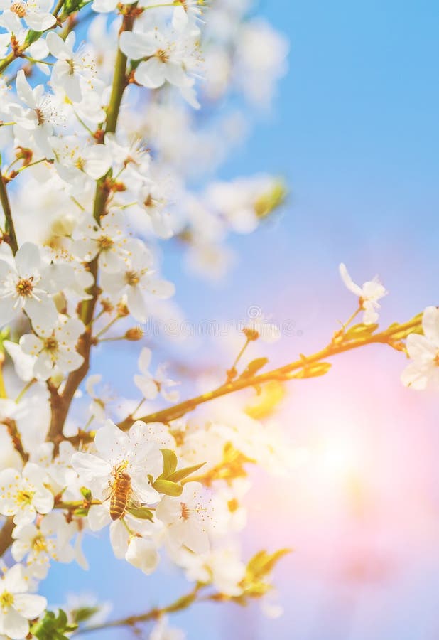 Cherry Flowers Spring Abstract Scenes Stock Image - Image of effect ...
