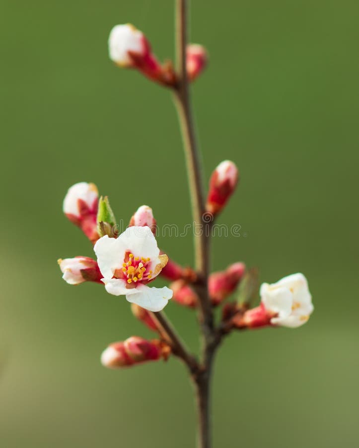 Cherry Flowers on a Tree Branch Stock Photo - Image of background ...