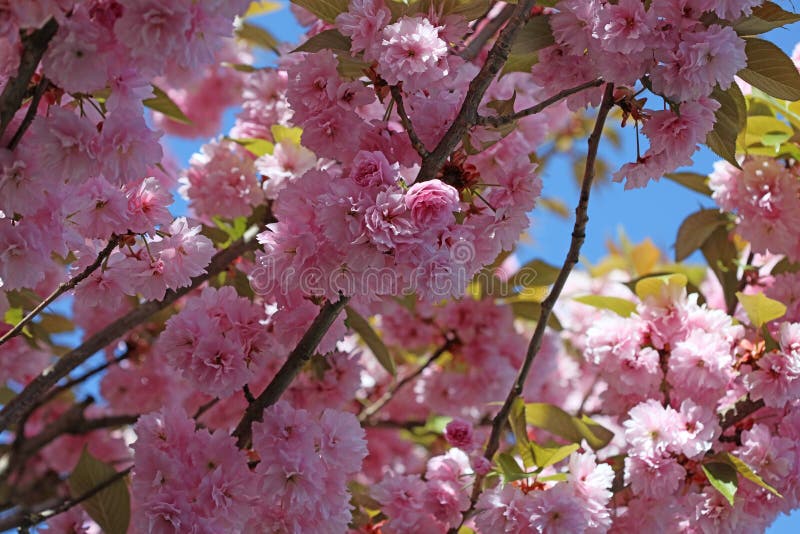 Cherry Flowers on Tree Close Up Summer Background High Quality Print ...