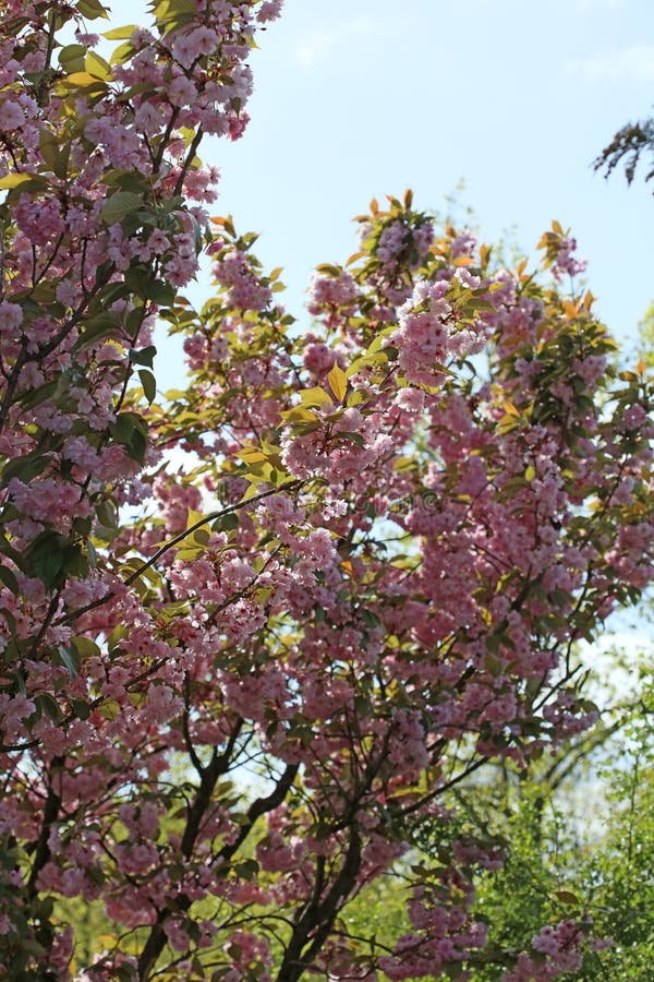 Cherry Flowers on Tree Close Up Summer Background High Quality Print ...
