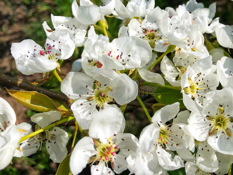 Cherry Flowers on a Young Tree. Early Spring Stock Photo - Image of ...