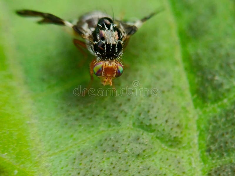 Cherry Fly or Known As Peacock Fly is a One Fruit Fly Stock Photo ...