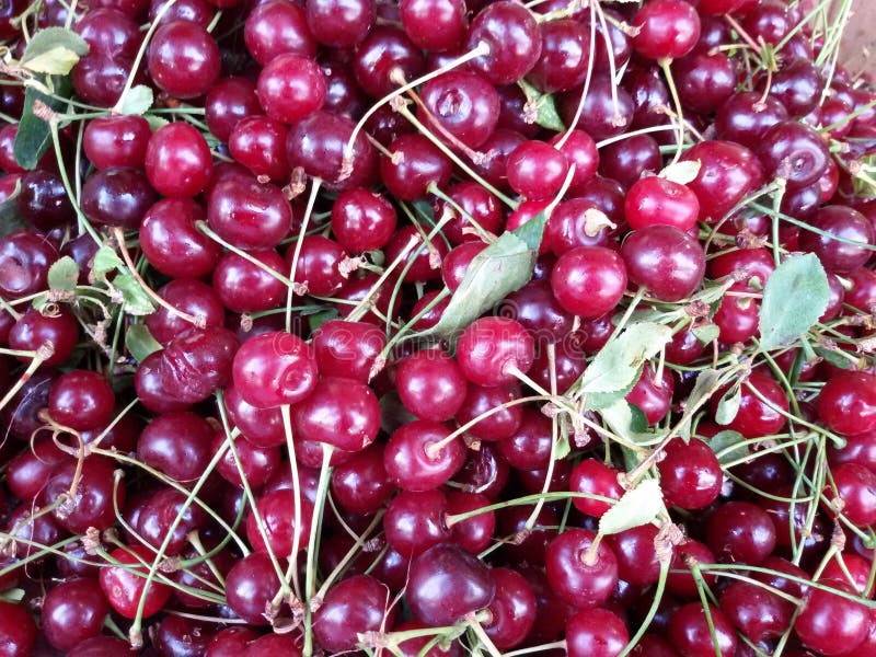 Cherry stock image. Image of berry, green, ripe, nature - 56673863