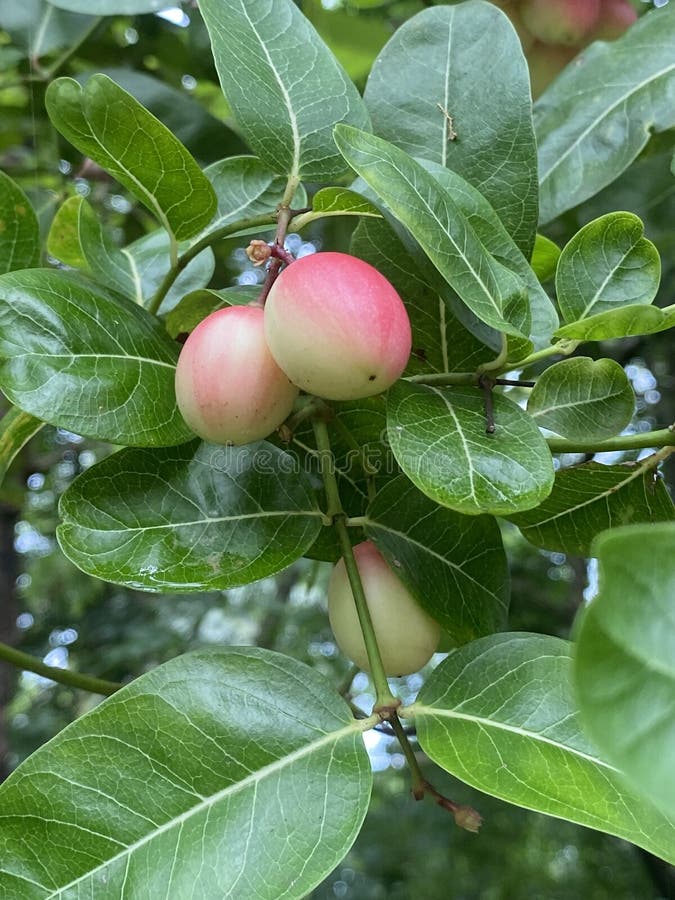 Cherry Fruit -Carissa Caranda Stock Image - Image of sweet, plants ...