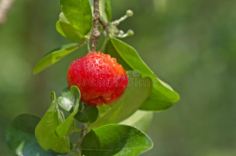 Cherry fruit with dew stock photo. Image of nutrient - 61081748