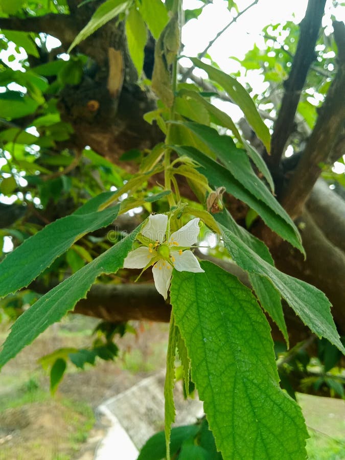 Cherry Fruit Fertilization Process Stock Image - Image of siamese ...