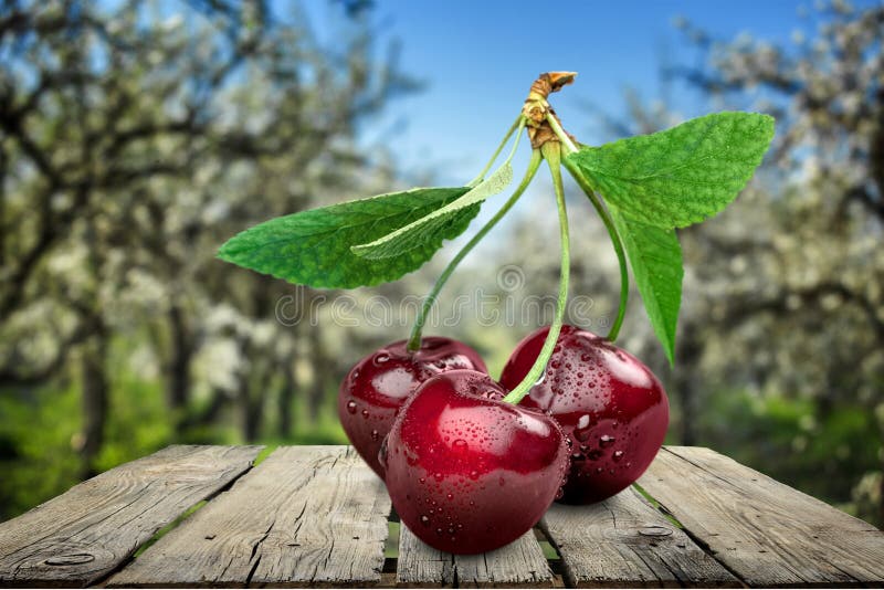 Cherry stock image. Image of berry, closeup, still, sweet - 120923507