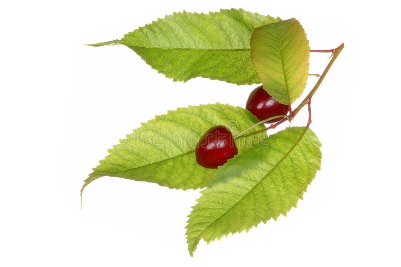 Cherry fruit with leaf stock image. Image of macro, branche - 23663927