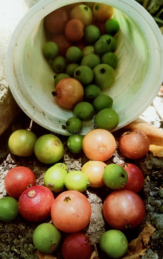 Cherry Fruit Locally Called Cherry is a type of Tree and Its Fruit is ...
