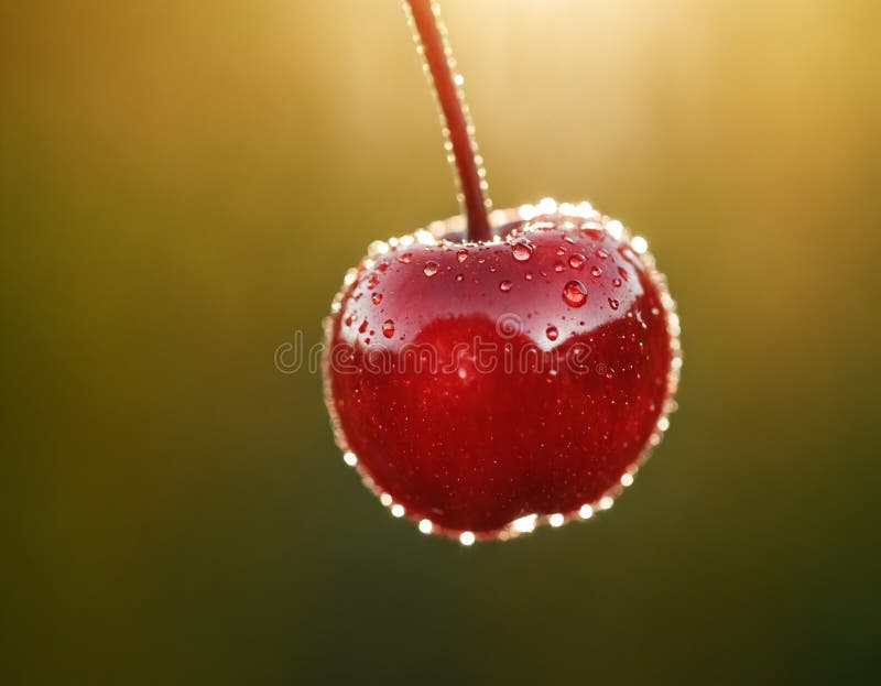 Cherry, Fruit, Macro, Portrait Stock Illustration - Illustration of ...