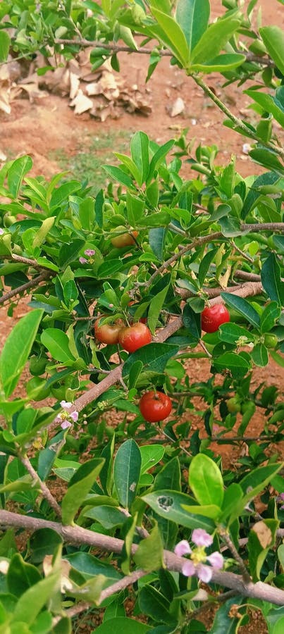 Cherry Fruit is so Nice & Ultimate Taste. Stock Photo - Image of nice ...