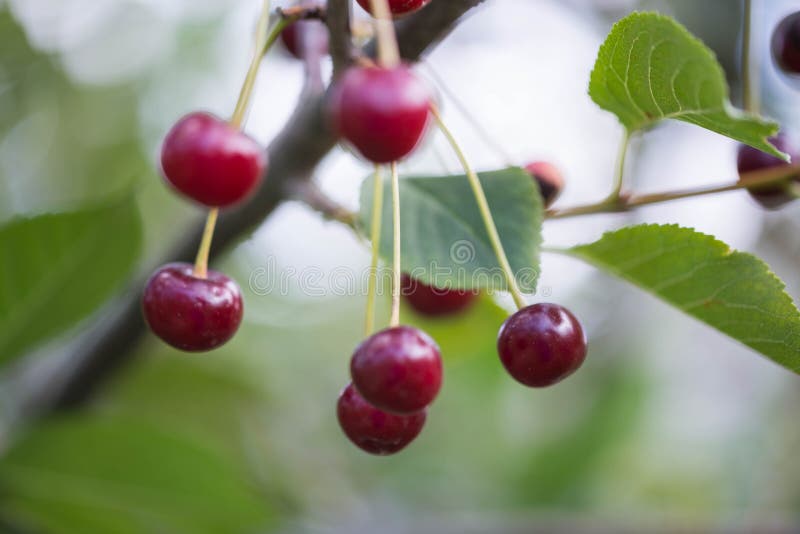 Cherry Ripening Succession. Stock Image - Image of freshness, evolution ...