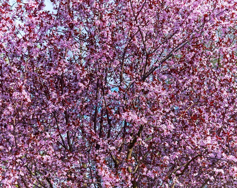 A Cherry Fruit Tree Blooms in the Spring in the City Stock Photo ...