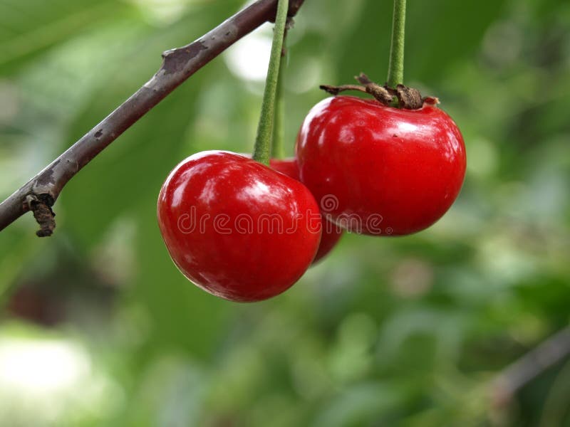Cherry stock image. Image of bright, sour, close, berries - 78116559