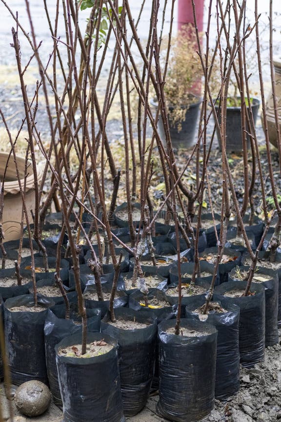 Cherry Fruit Trees Sapling in Plant Nursery Stock Photo - Image of root ...