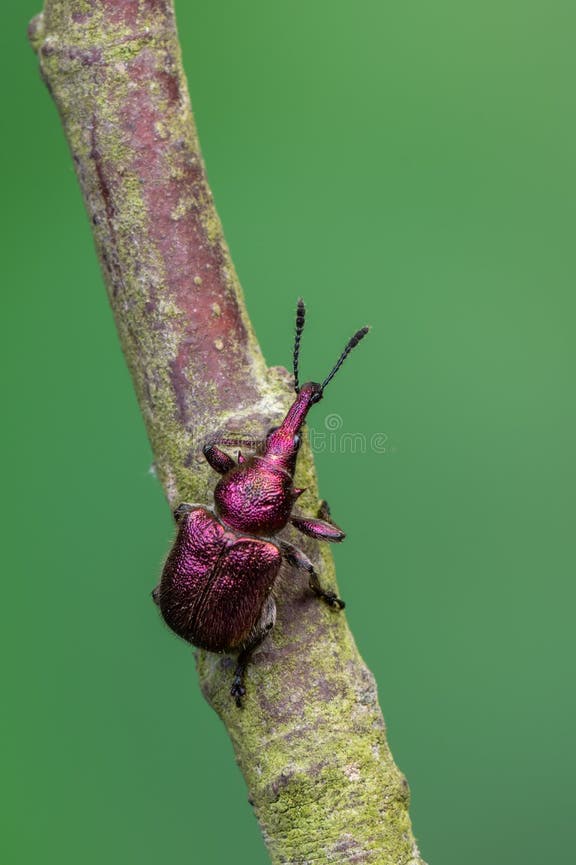 Cherry-fruit Weevil - Rhynchites Auratus Stock Image - Image of macro ...