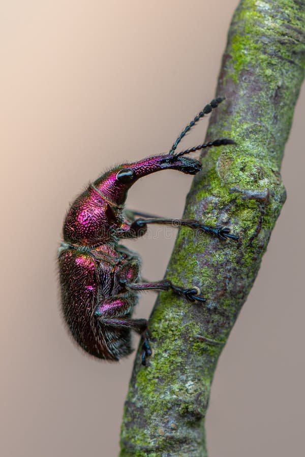 Cherry-fruit Weevil - Rhynchites Auratus Stock Image - Image of fauna ...