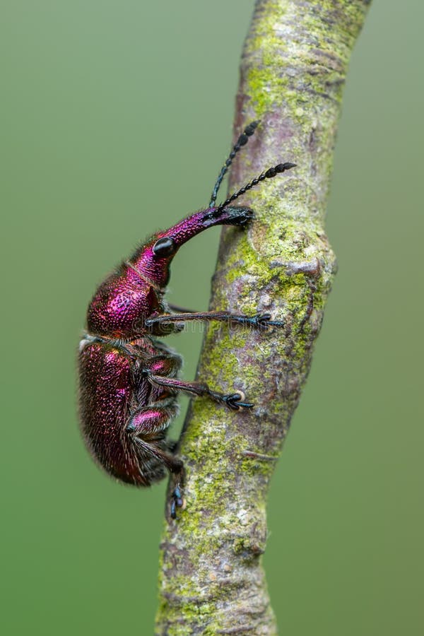 Cherry-fruit Weevil - Rhynchites Auratus Stock Image - Image of macro ...