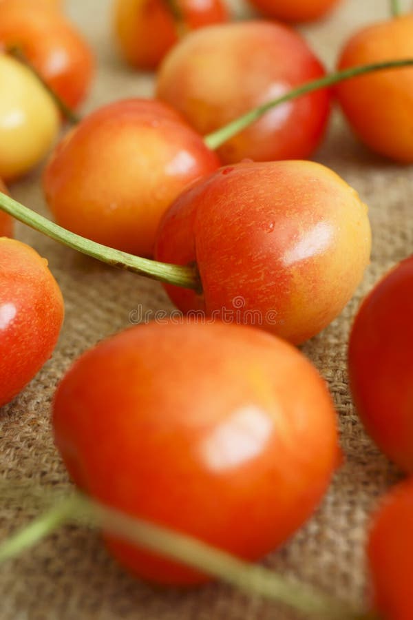 Cherry. stock photo. Image of objects, drink, freshness - 31544446