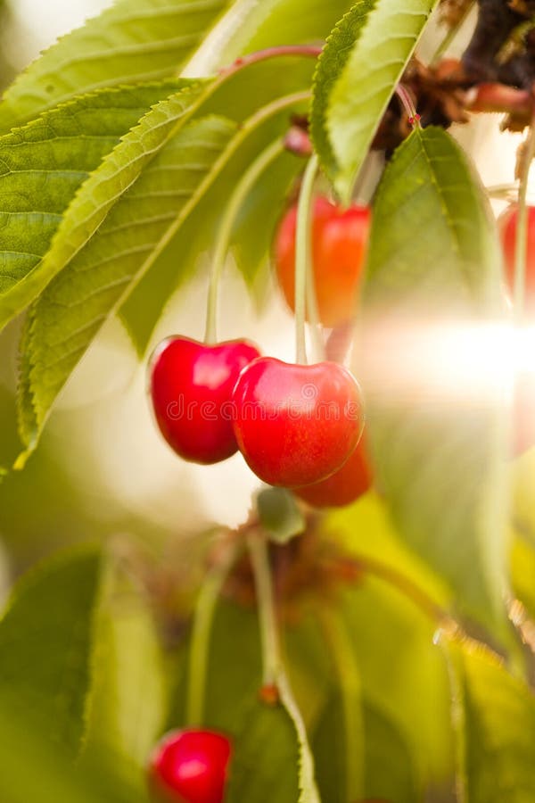 Cherry fruits stock photo. Image of display, closeup - 23525194