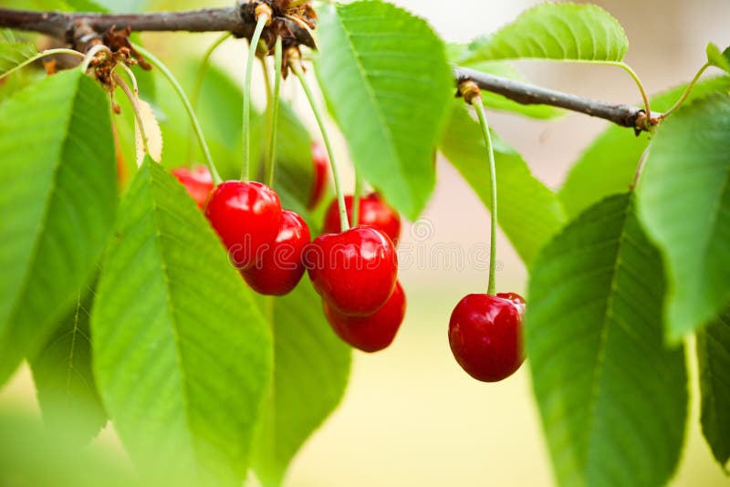 Cherry fruits stock photo. Image of display, closeup - 23525194