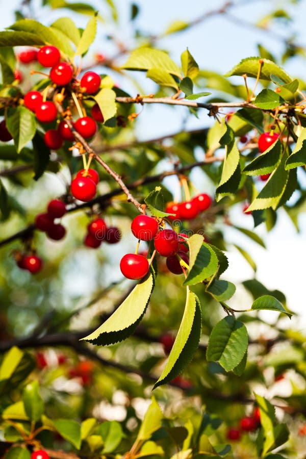 Cherry fruits stock photo. Image of display, closeup - 23525194