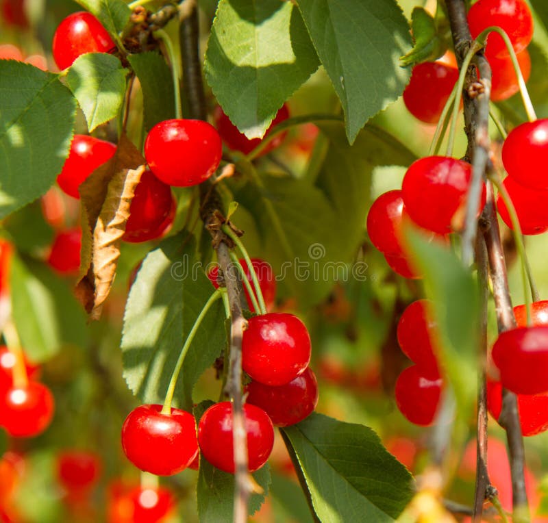 Cherry fruits stock photo. Image of colorful, fresh, nutrient - 73821492