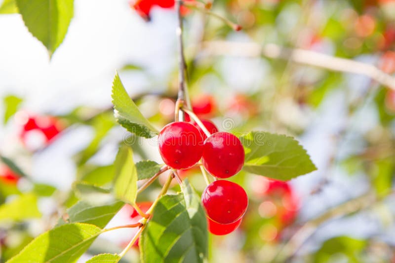 Cherry fruits stock photo. Image of tasty, nutrient, fruits - 73821634