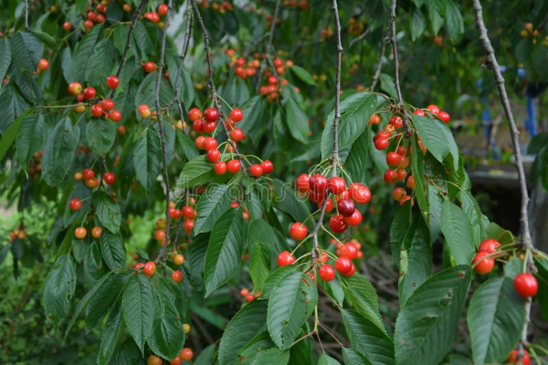 Cherry Fruits Hanging On Trees Ready To Eat Ripe Cherries In A Tree