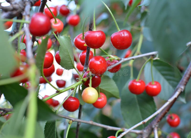 Cherry Fruits Ripen on a Tree Branch Stock Photo - Image of agriculture ...