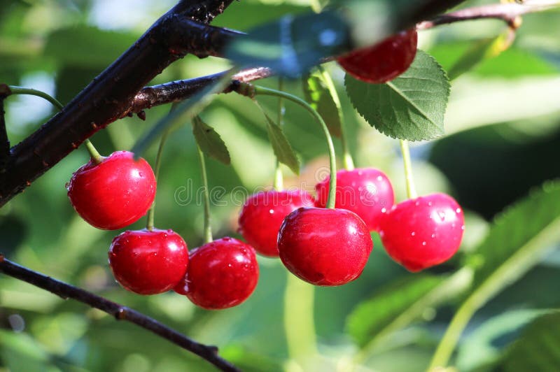 Cherry Fruits Ripen on a Tree Branch Stock Photo - Image of healthy ...