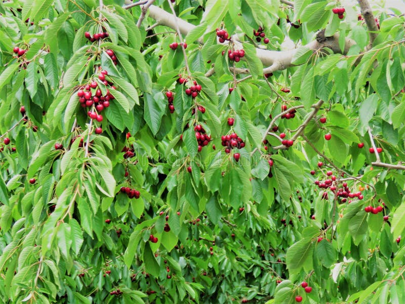 Cherry Fruits on the Tree imagen de archivo. Imagen de fruta - 111549755