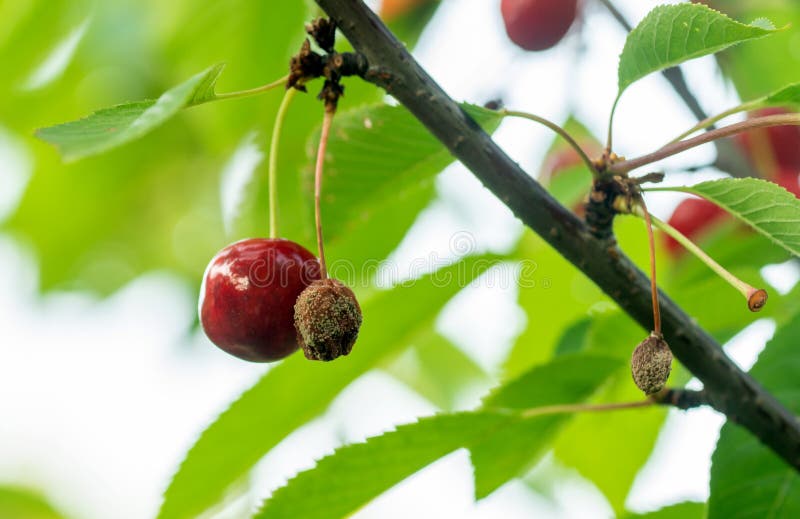 Cherry Fungal Disease, Moniliosis or Monilialny Burn of a Cherry Tree ...