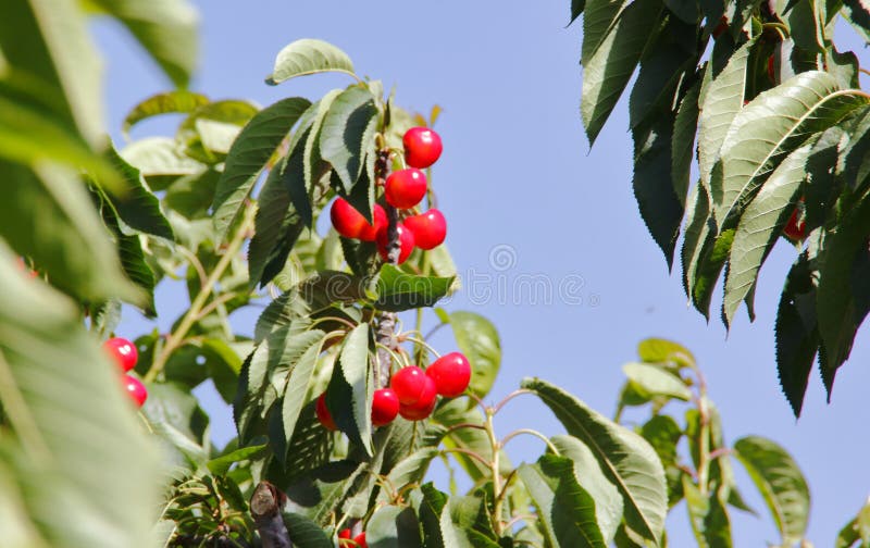 Cherry on the garden. stock photo. Image of organ, number - 185884294