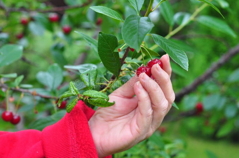 Cherry garden stock photo. Image of farming, garden, black - 20622822