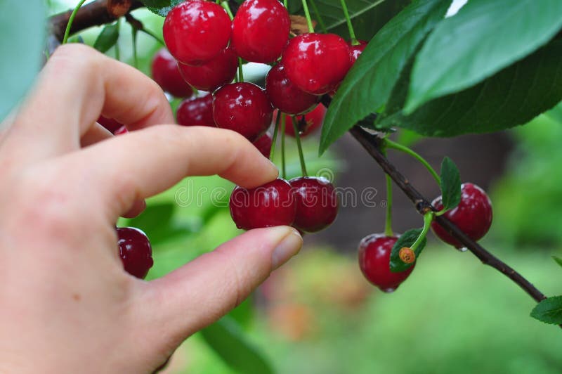 Cherry garden stock photo. Image of berry, black, harvest - 20622878