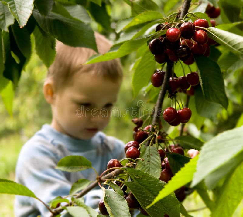 Cherry garden stock photo. Image of grow, square, nature - 5730280