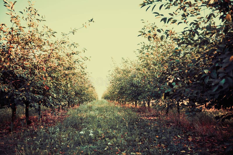Cherry Garden Trees in Lines Stock Photo - Image of beautiful, horizon ...