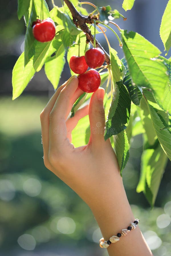 Cherry stock image. Image of tree, summer, plant, outdoor - 42114059