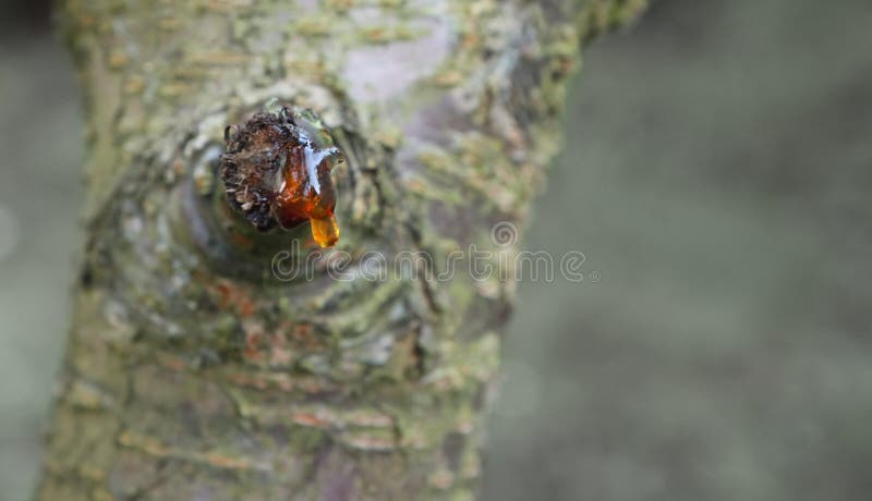 Cherry resin, gum on wood stock photo. Image of medical - 233219842